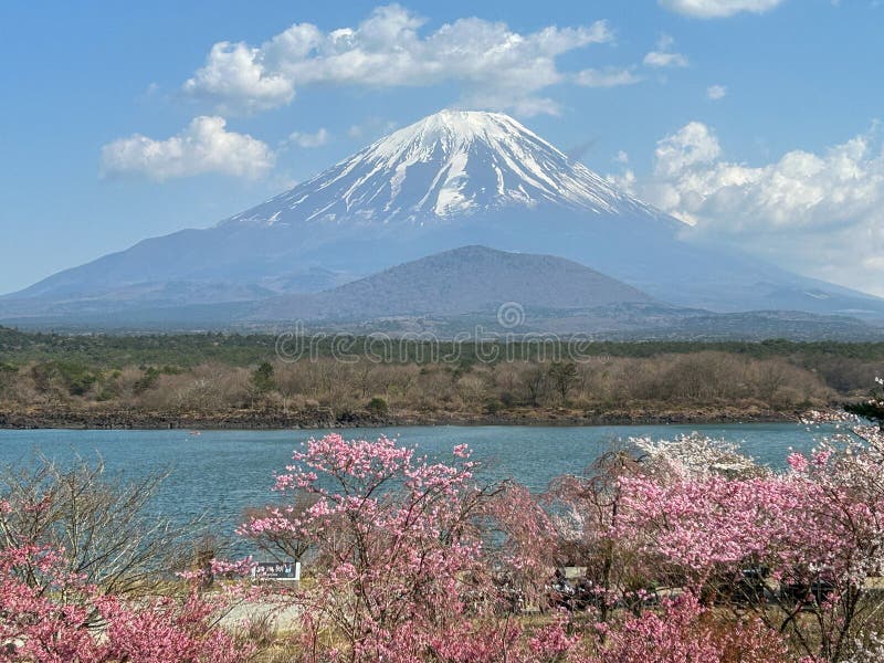 Mount Fuji with Cherry Blossoms in Spring Stock Photo - Image of japan ...
