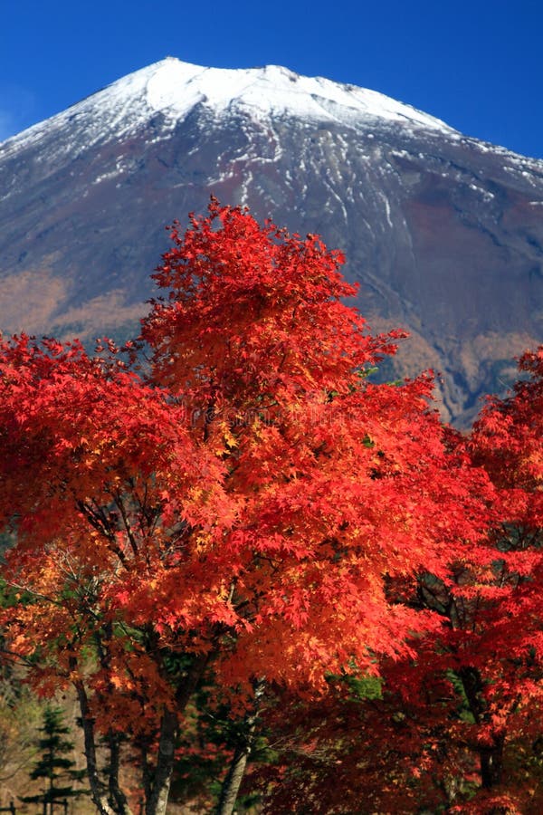 Mount Fuji in Fall VII stock photo. Image of branches - 1491634