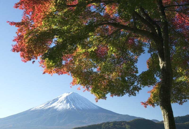 Mount Fuji in Fall VII stock photo. Image of branches - 1491634