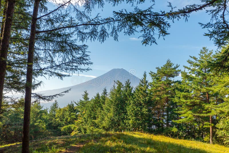 Mount Fuji and Forest stock photo. Image of trees, light - 204954918