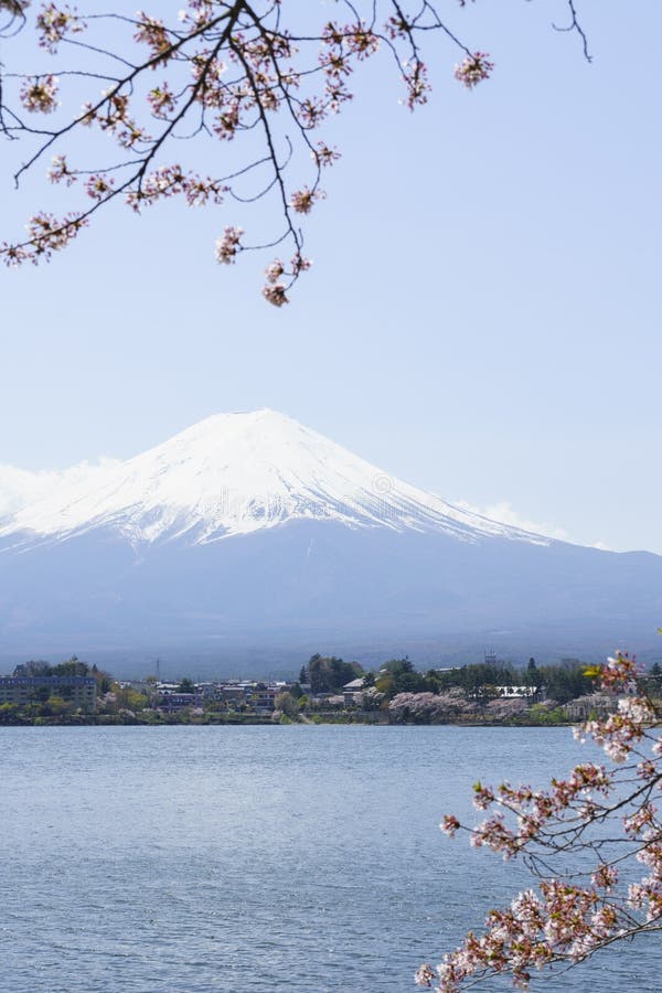 Mount Fuji in spring stock photo. Image of blossoms - 138325896