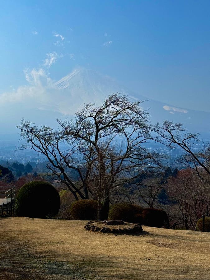 Mount Fuji with Tree and Blue Sky Stock Photo - Image of scenic ...