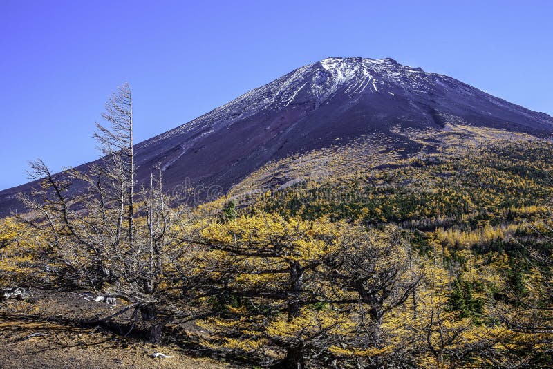 Mount Fuji and Yellow Pine Trees in Autumn Stock Image - Image of blue ...