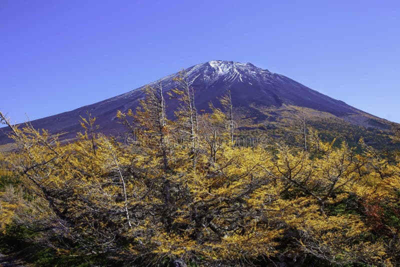 Mount Fuji and Yellow Pine Trees in Autumn Stock Photo - Image of ...
