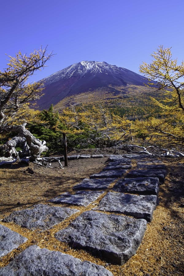 Mount Fuji and Yellow Pine Trees in Autumn Stock Image - Image of ...