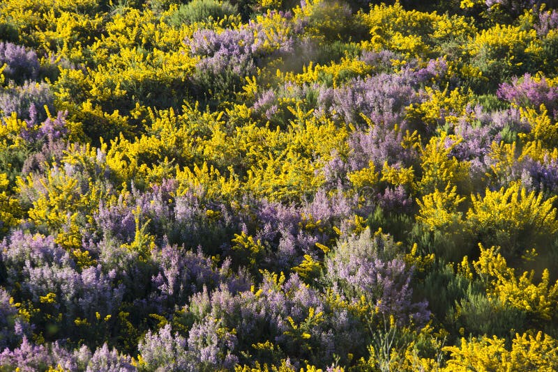 Mount with Gorse and Common Heather Stock Photo - Image of galicia ...