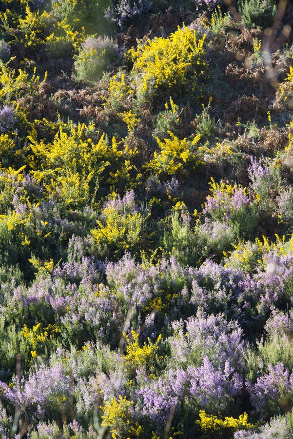 Mount with Gorse and Common Heather Stock Photo - Image of mount ...