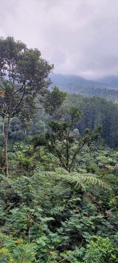 Mount Halimun Salak, Dense Green Forest Stock Photo - Image of forest ...