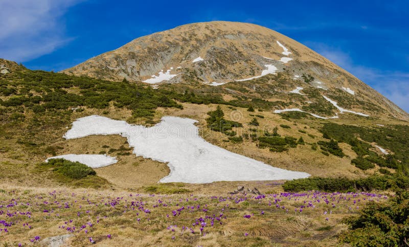 Mount Hoverla with Crocus Meadow Stock Image - Image of flora, bushes ...