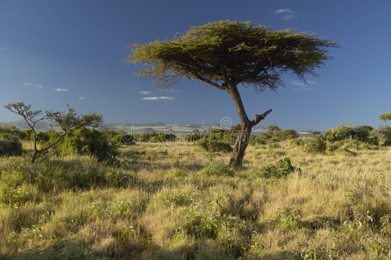 Mount Kenya and Lone Acacia Tree at Lewa Conservancy, Kenya, Africa ...