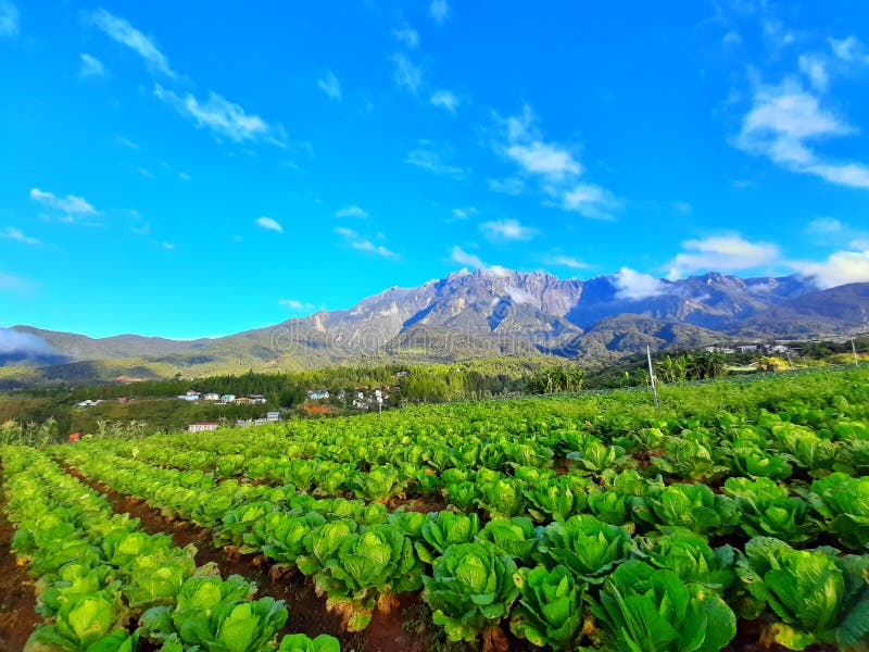 Mount Kinabalu Sabah Nature Photography Stock Photo - Image of sabah ...