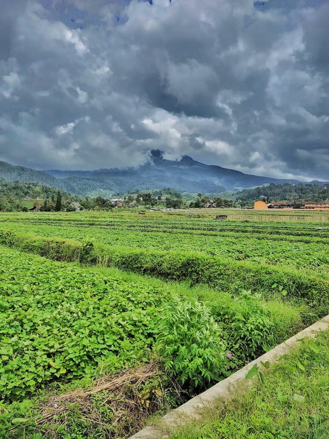 Mount Lawu plantation stock image. Image of lawu, plantation - 261678811