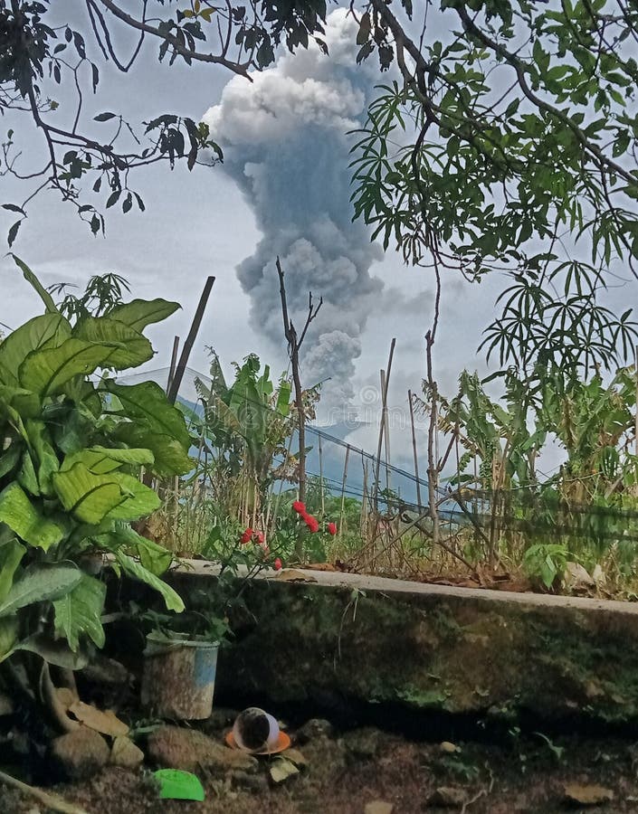 Mount Marapi stock image. Image of flower, marapi, indonesia - 337109091