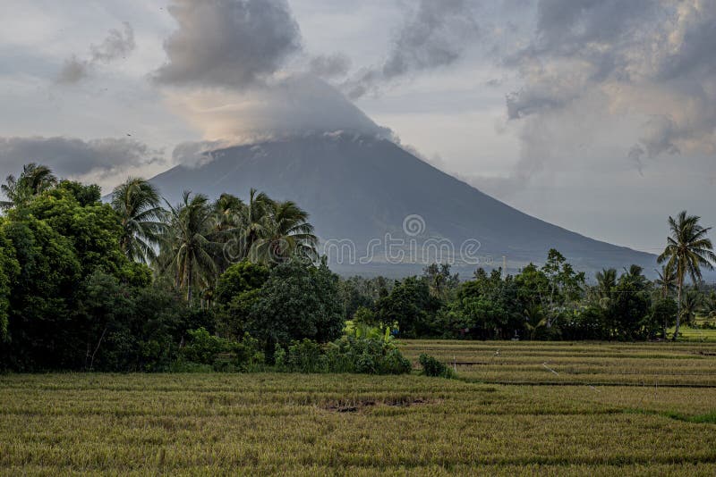 Mount Mayon Volcano in the Philippines Stock Photo - Image of flower ...