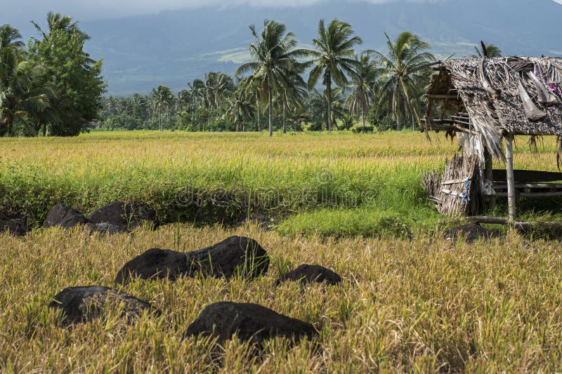 Mount Mayon Volcano in the Philippines Stock Photo - Image of mountain ...