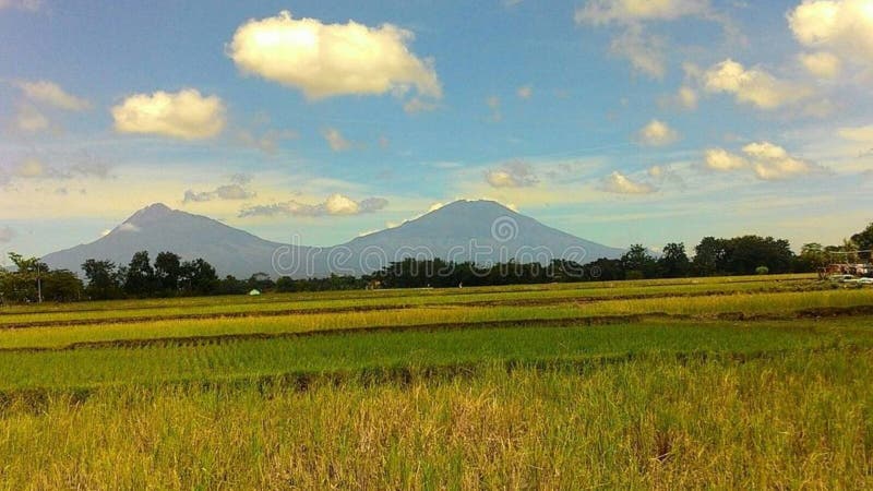 Mount Merapi and Mount Merbabu Look Majestic among the Rice Field ...