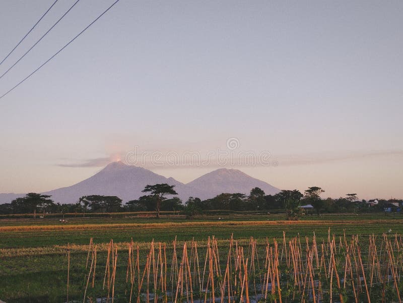 Mount Merapi from Rice Field Stock Image - Image of field, merapi ...