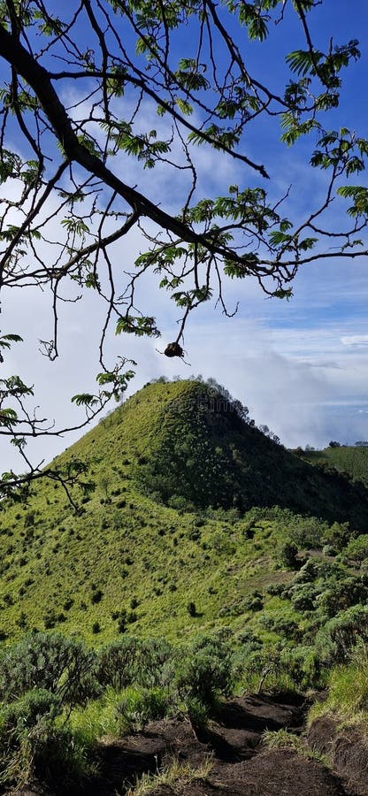 View at mount merbabu stock image. Image of branch, merbab - 382278325
