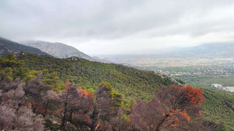 Mount Parnitha National Park: Reforestation - Pine Sapling - Athens ...