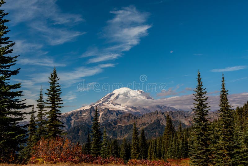 Mount Rainier Below Blue Sky with Pine Trees Stock Image - Image of ...