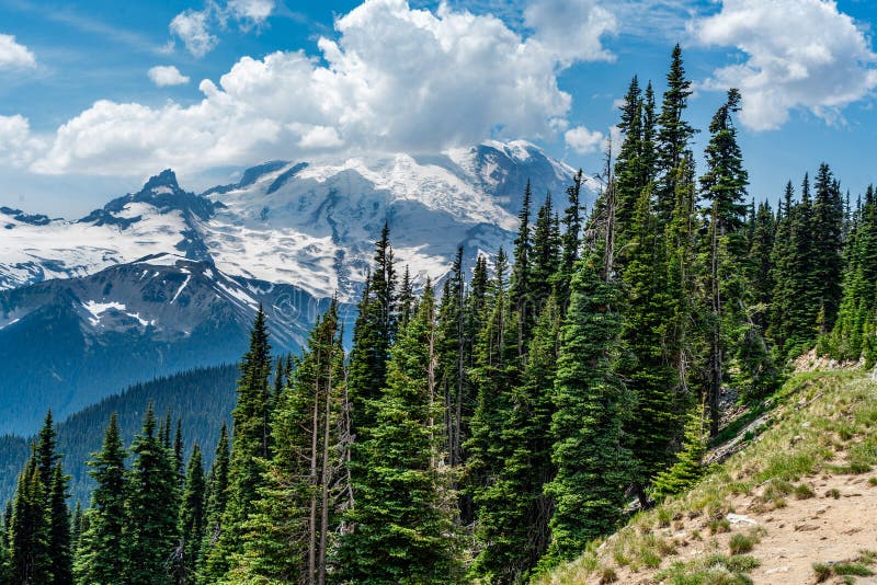 Mount Rainier and Evergreen Trees 2 Stock Photo - Image of evergreen ...