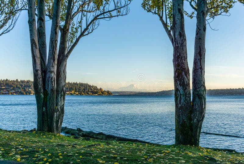 Mount Rainier and Trees stock photo. Image of rainier - 261050596