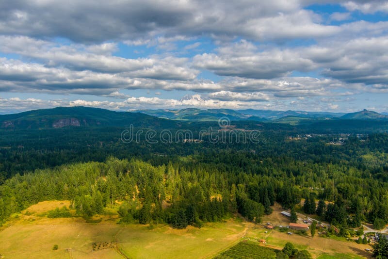 Mount Rainier on the Horizon in August Stock Photo - Image of forest ...