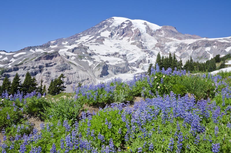 Hikers at Mount Rainier National Park Editorial Photo - Image of alpine ...