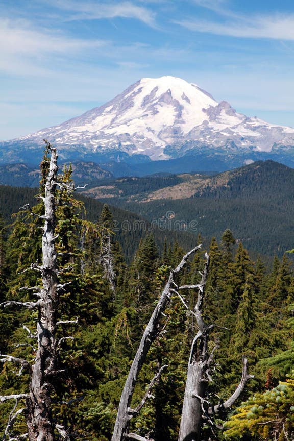 Mount Rainier with Trees stock image. Image of glacier - 10751689