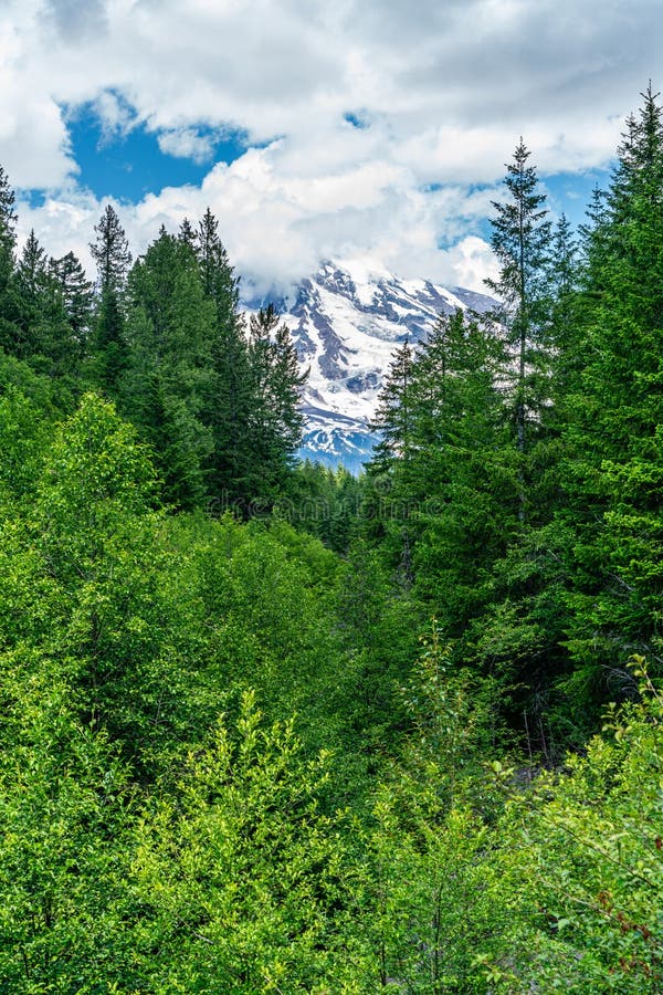 Mountain Behind Trees stock photo. Image of evergreen - 282691100