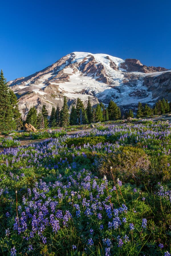 Mount Rainier and WIldflowers Stock Photo - Image of meadow, snow: 39373518