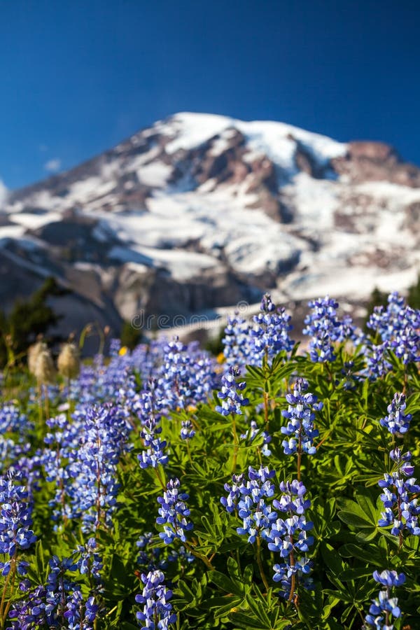 Mount Rainier and WIldflowers Stock Image - Image of capped, scenics ...