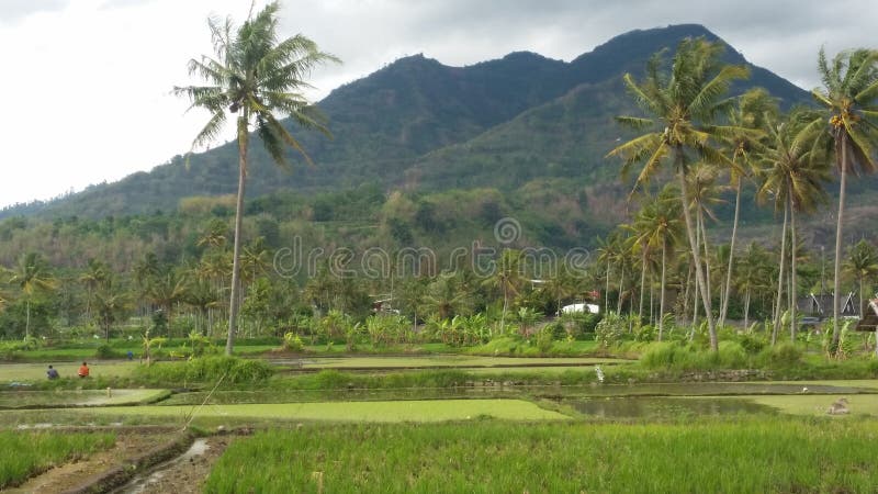Mount stock photo. Image of field, rice, mount, coconut - 135094680