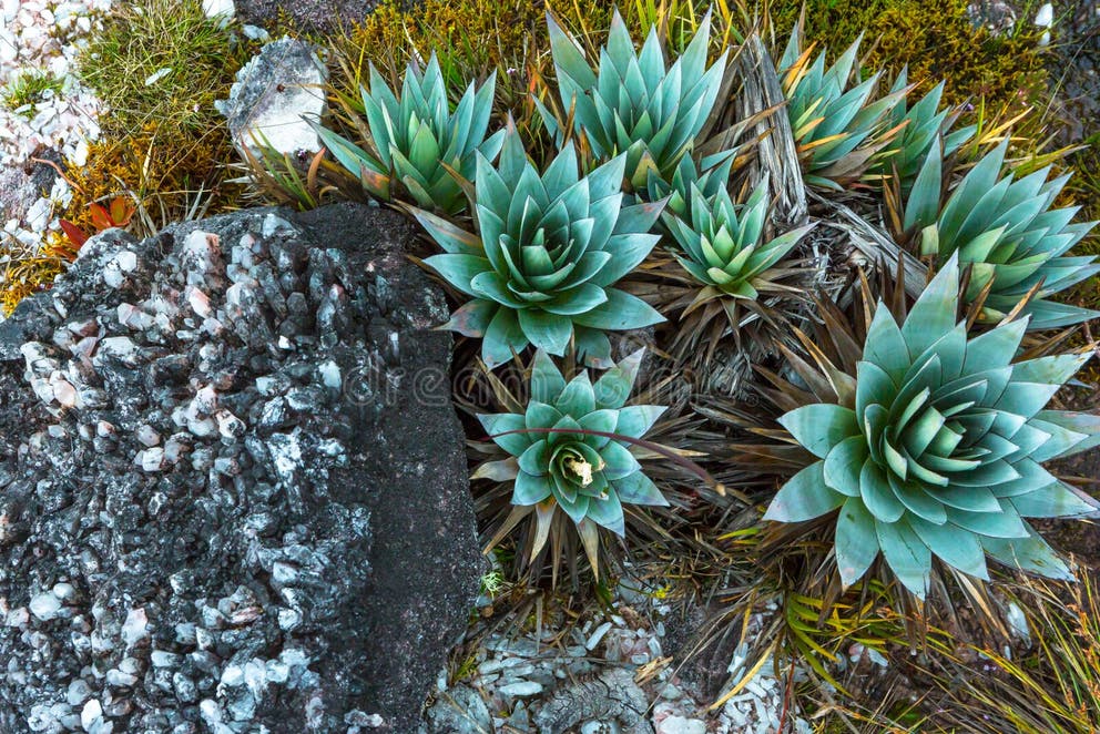 Mount Roraima stock image. Image of plant, mount, america - 103149665