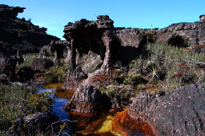 Endemic Plant from Mount Roraima Stock Image - Image of green, rare ...