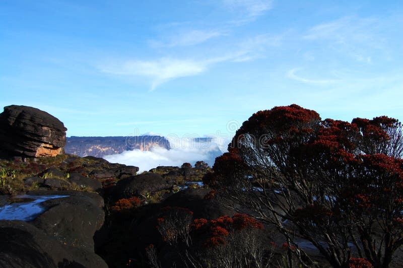 Endemic Plant from Mount Roraima Stock Image - Image of green, rare ...