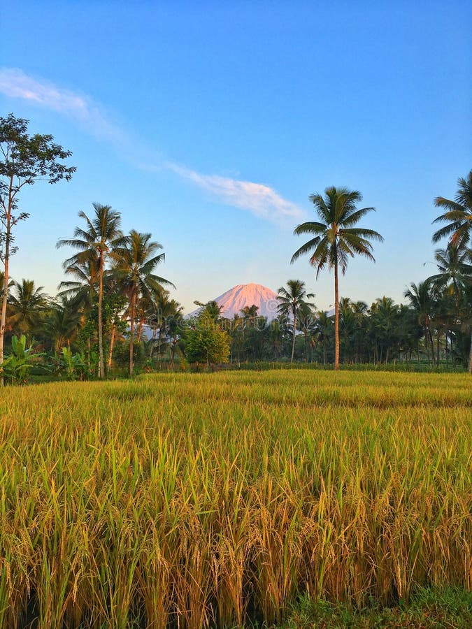 Mount Semeru stock photo. Image of grass, savanna, plant - 376144428