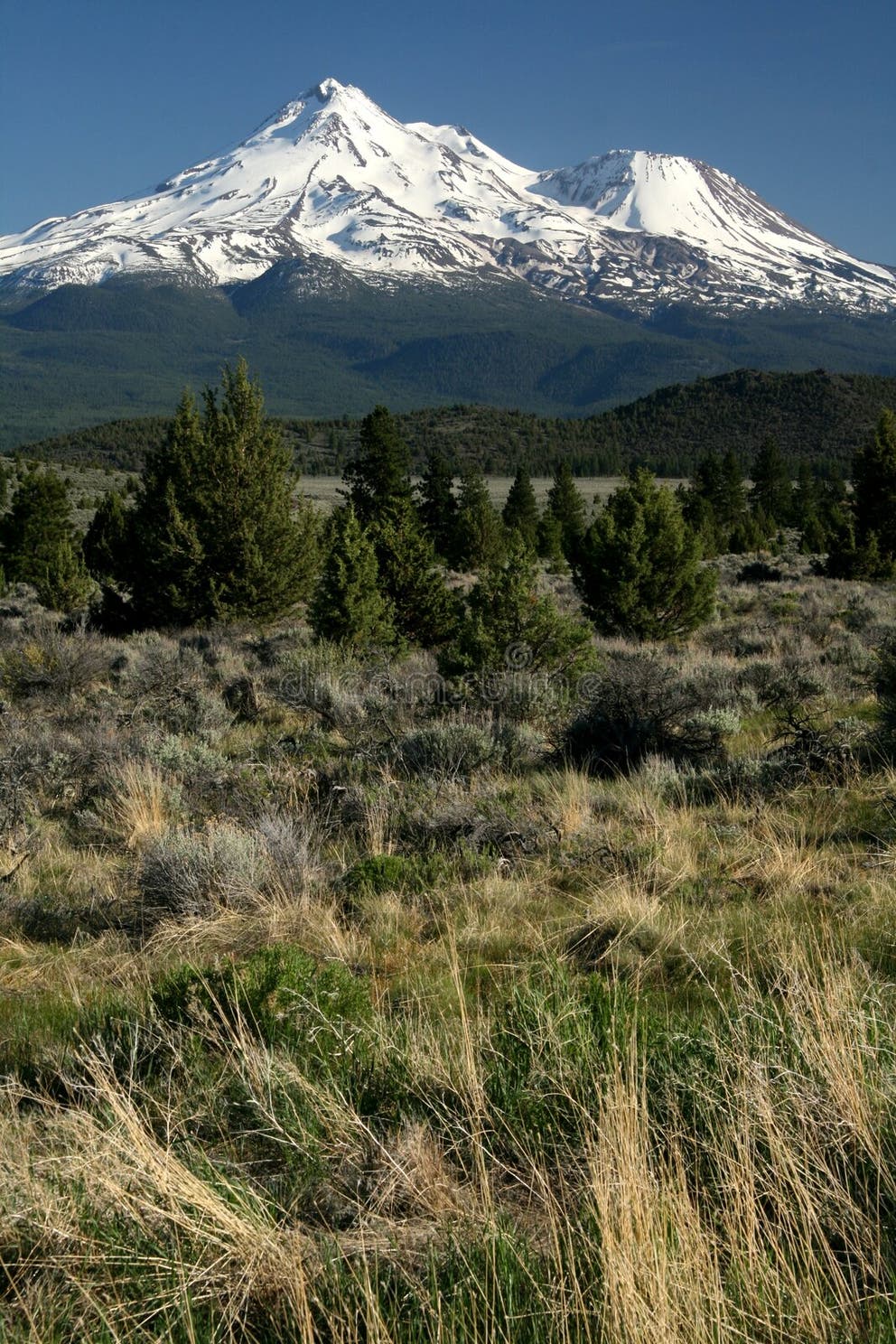 362 Mount Shasta Wilderness Stock Photos - Free & Royalty-Free Stock ...