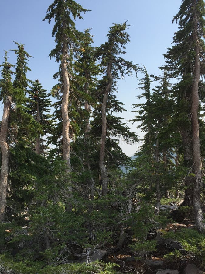 Mount Shasta Forest stock photo. Image of mount, bark - 57791452