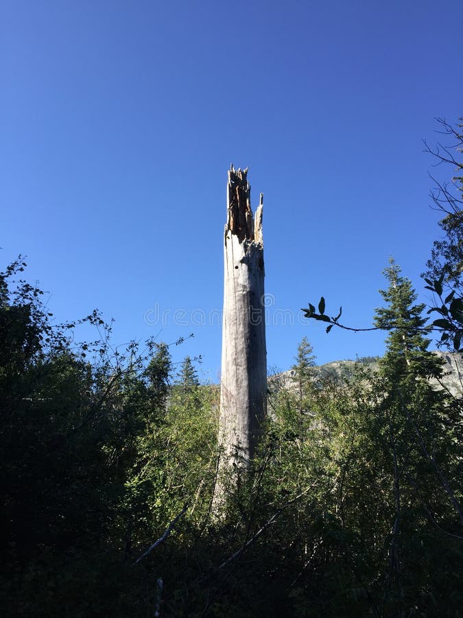 Mount Shasta Forest stock photo. Image of mountain, plant - 57791474