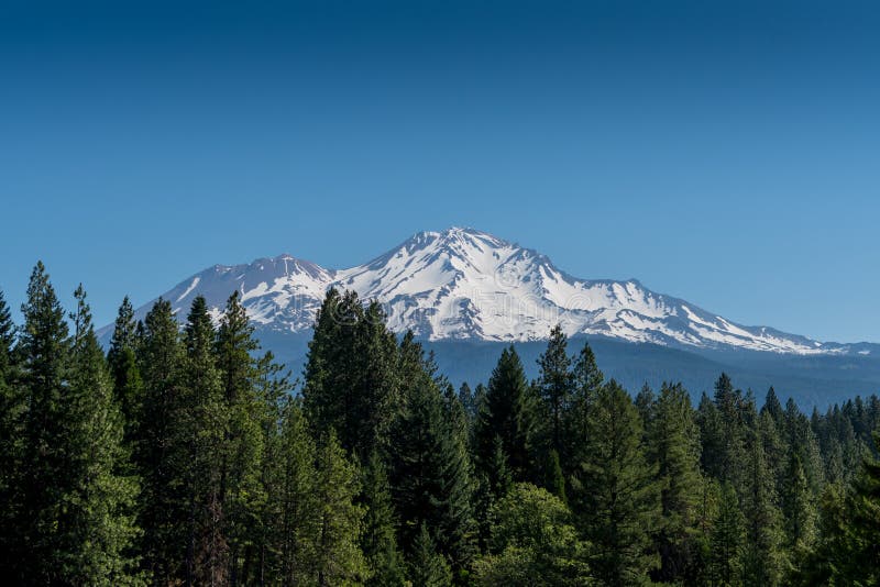 Mount Shasta Looms Over Pine Trees Stock Photo - Image of adventure ...