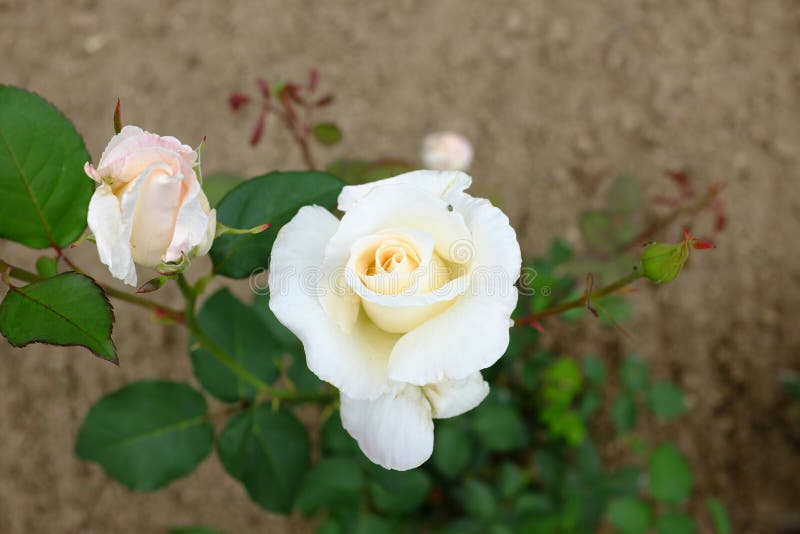 Mount Shasta stock image. Image of family, closeup, environment - 192297215