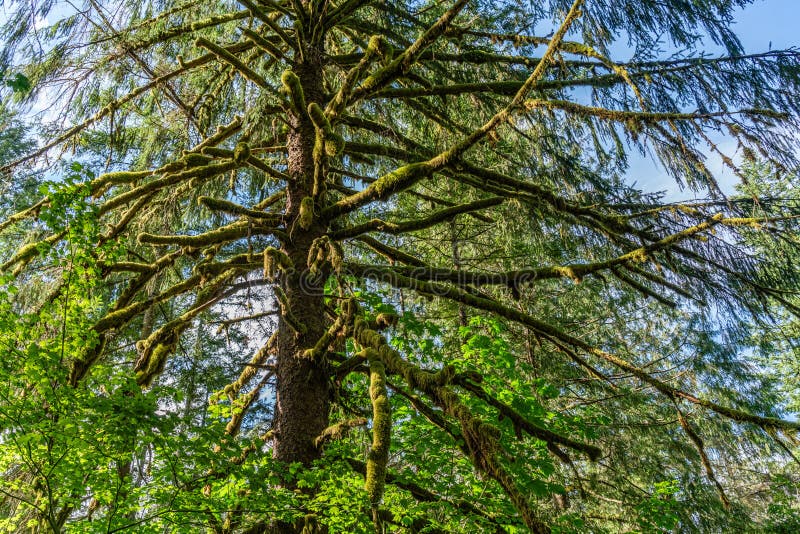 Mossy Tree Trunk 2 stock image. Image of washington - 274986479