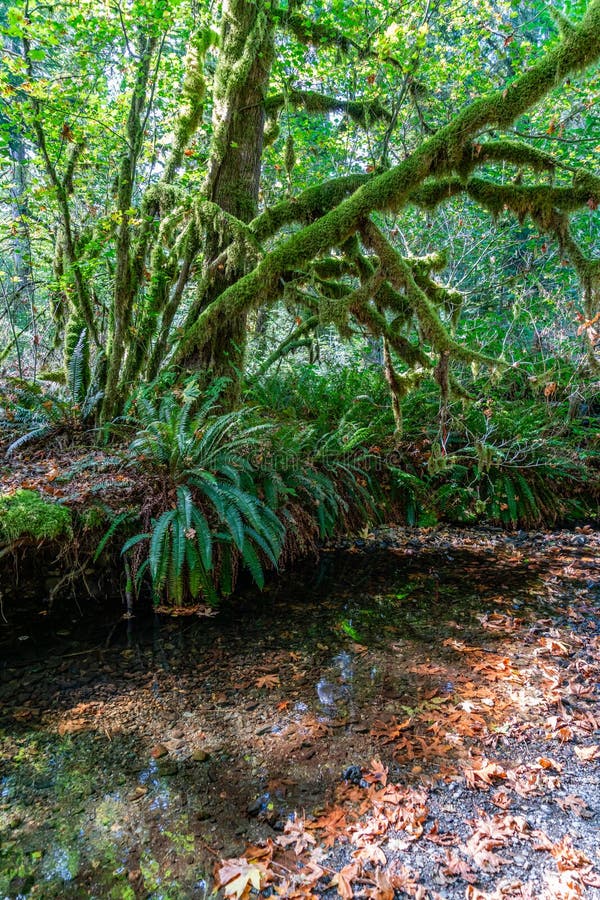 Mossy Tree Trunk 2 stock image. Image of washington - 274986479
