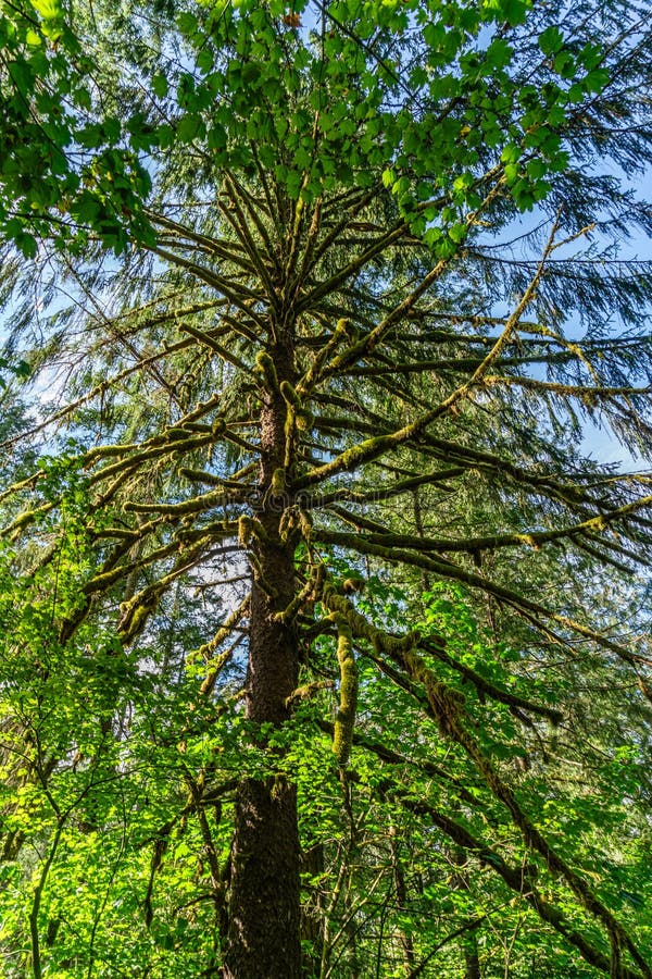 Mossy Tree Trunk 2 stock image. Image of washington - 274986479