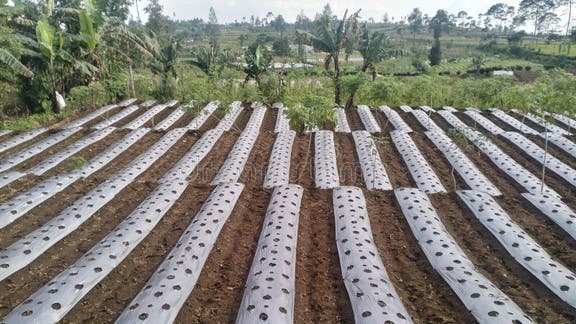 Mount Sindoro Cassava Corn Plantation Stock Photo - Image of plantation ...