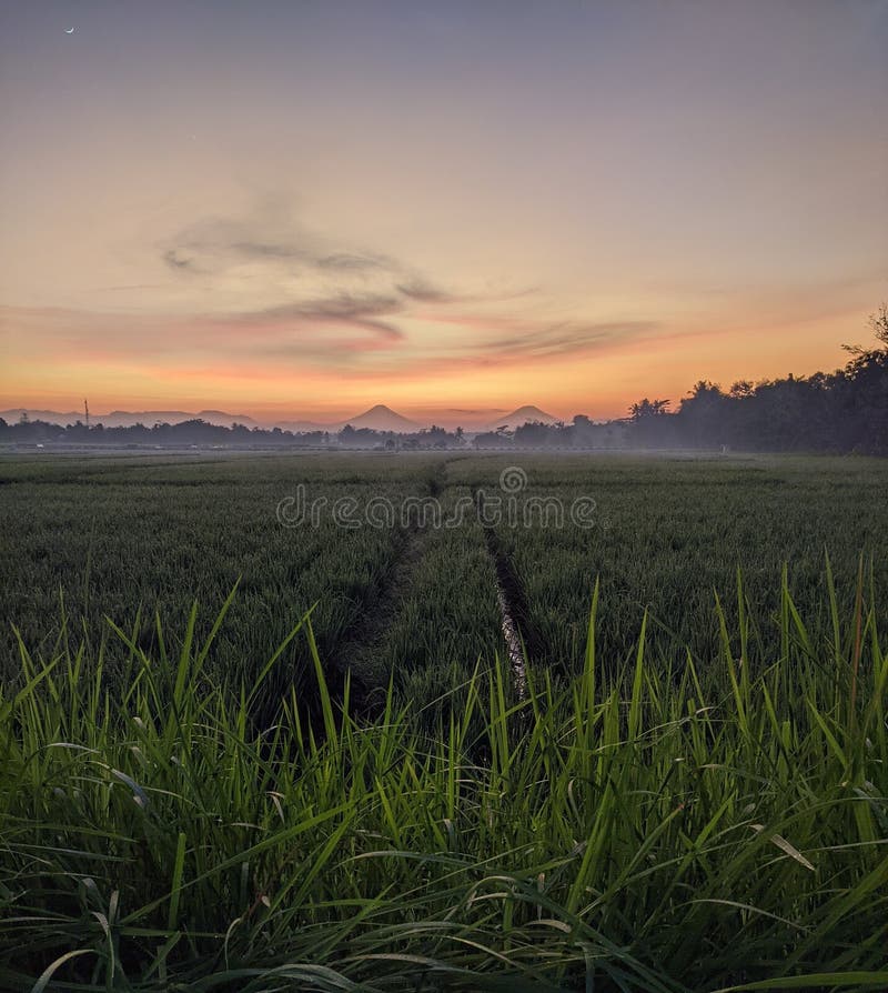 MOUNT SINDORO & MOUNT SUMBING Stock Image - Image of sindoro, plant ...