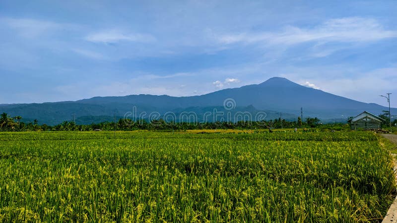 Mount Slamet with Natural Views and Stretching Rice Fields Stock Image ...