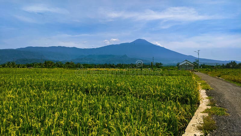 Mount Slamet with Natural Views and Stretching Rice Fields Stock Photo ...
