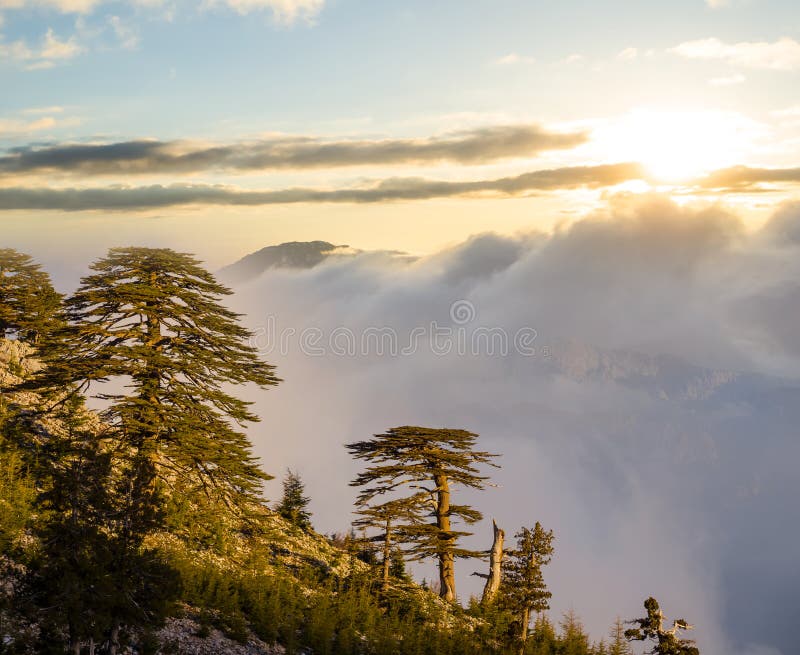 Mount Slope with Cedar Tree in Dense Clouds Stock Image - Image of mist ...